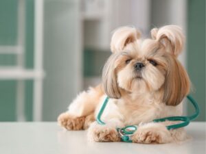 ESA Animal: Everything You Need to Know About Emotional Support Animals ...